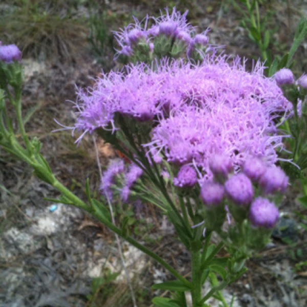 Florida Paintbrush | Project Noah