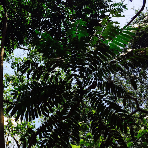 Amugis | Project Noah