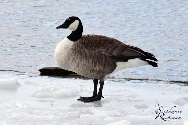Canada Goose | Project Noah