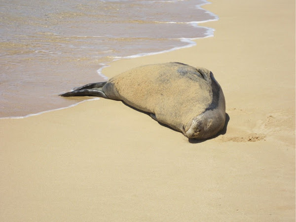 Monk Seal | Project Noah