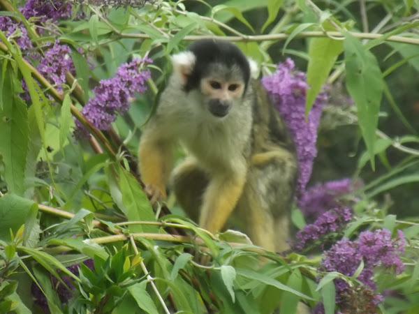 monkey | Project Noah