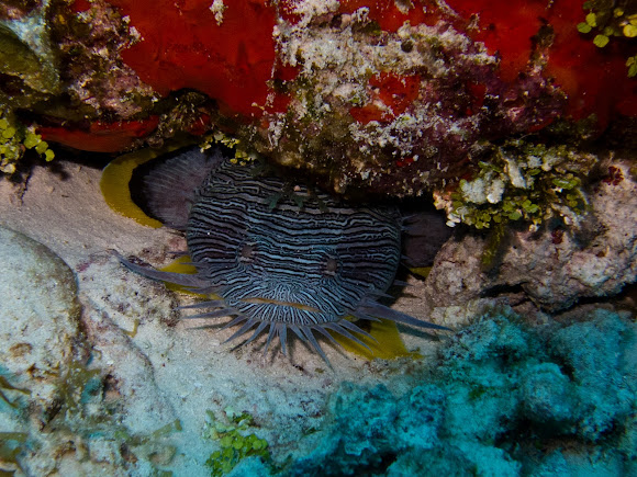 Splendid Toadfish | Project Noah