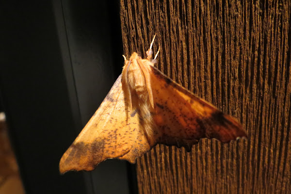 Notch-wing Moth | Project Noah