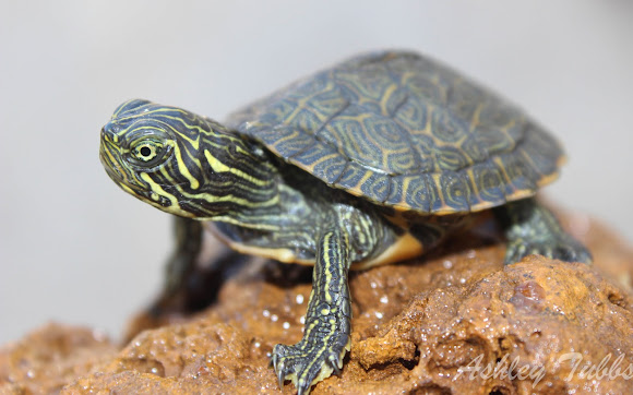 Eastern River Cooter | Project Noah