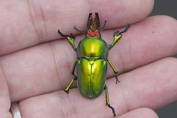 Golden Green Stag Beetle | Project Noah