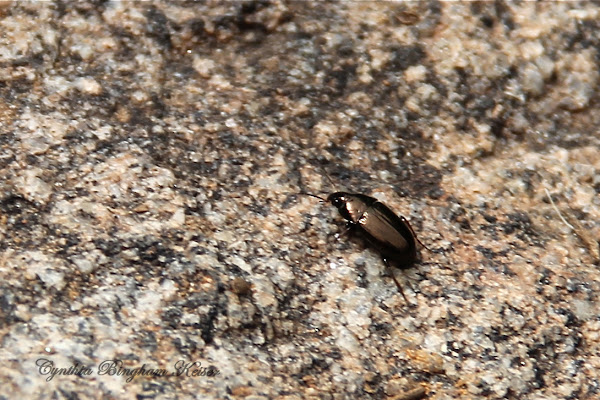 Seed-Eating Ground Beetle | Project Noah