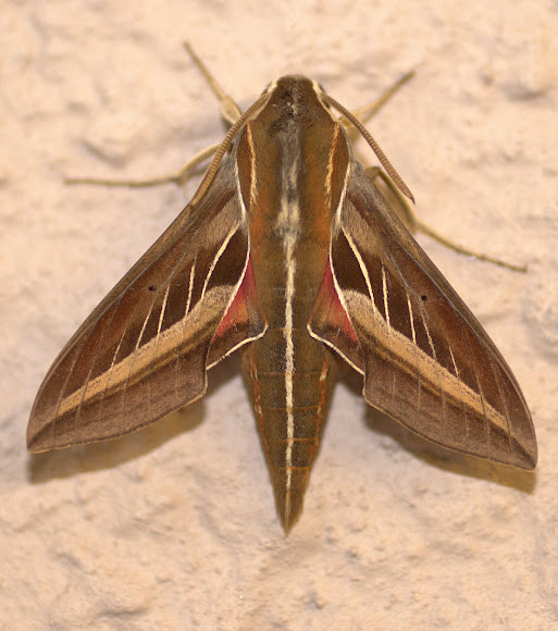 Brown Striped Hawk | Project Noah