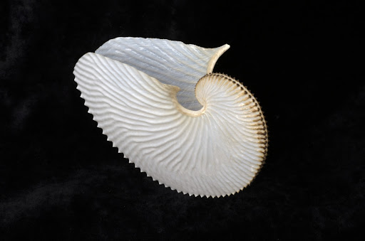 Argonaut, Argonauta argo - Paul Callomon/ANS — Google Arts & Culture