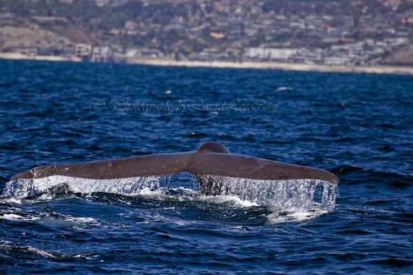 Blue Whale | Project Noah