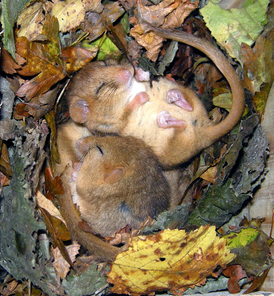 Hazel Dormouse | Project Noah