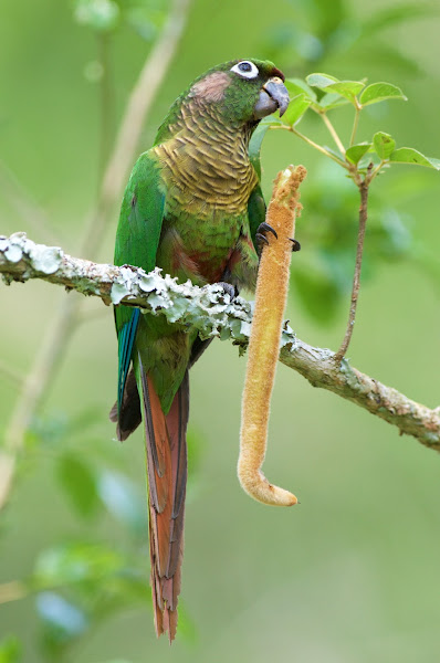 Maroon-bellied parakeet | Project Noah