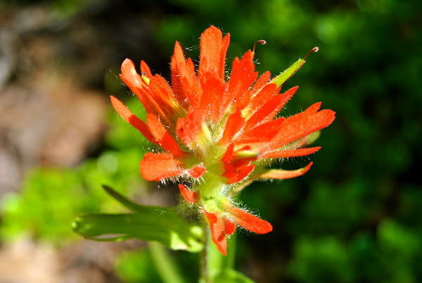 Common Red Paintbrush | Project Noah