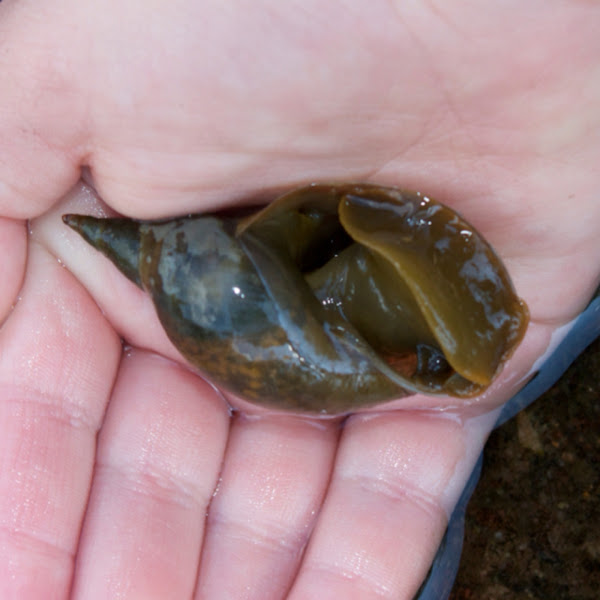 Great Pond Snail | Project Noah