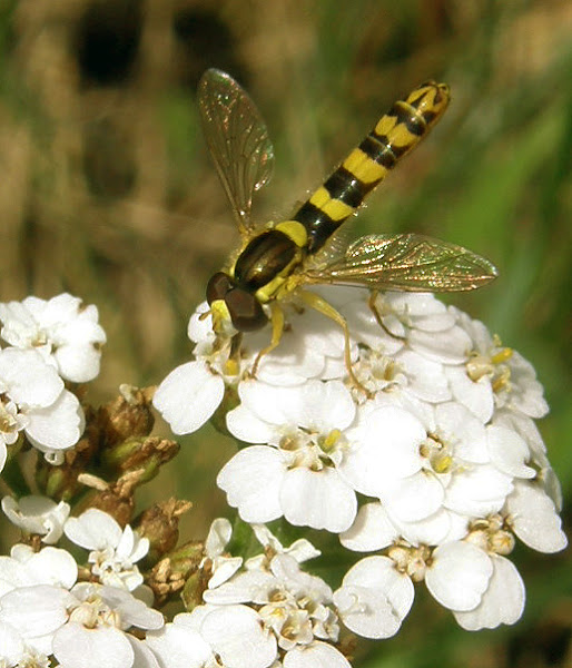 Hoverfly/syrphid or flower fly | Project Noah