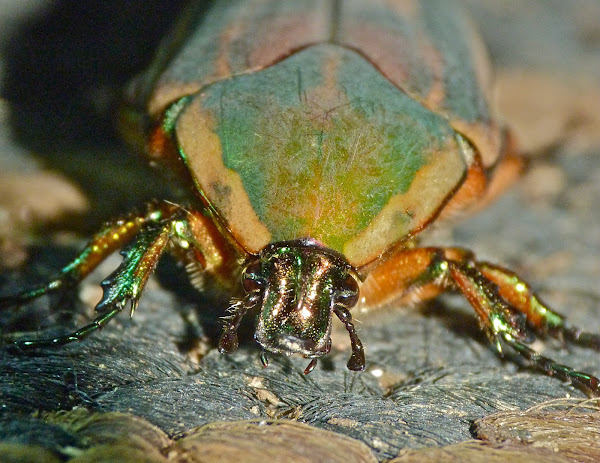 Green June beetle | Project Noah