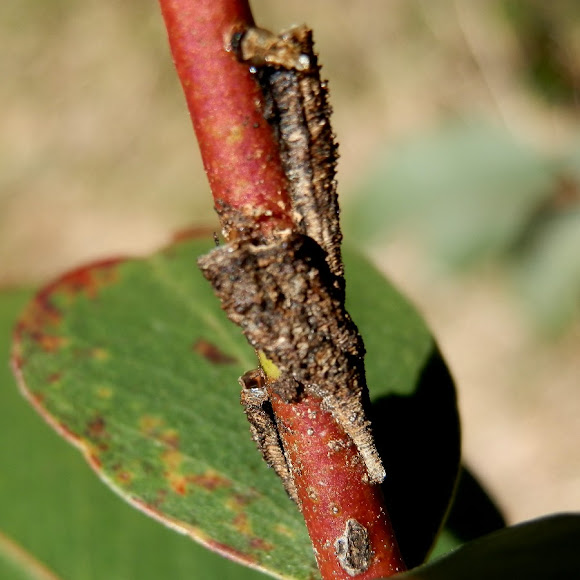 Tube Spittlebug | Project Noah