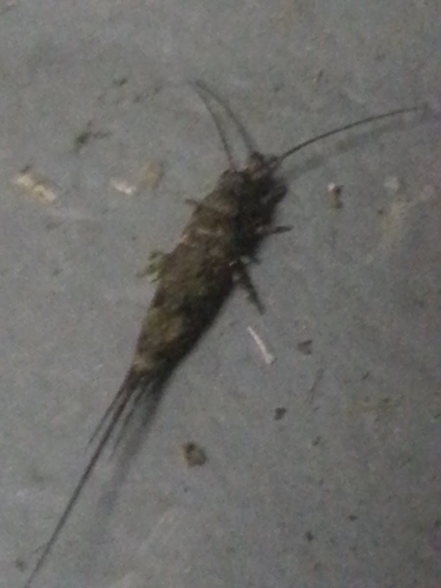 Bristletail | Project Noah