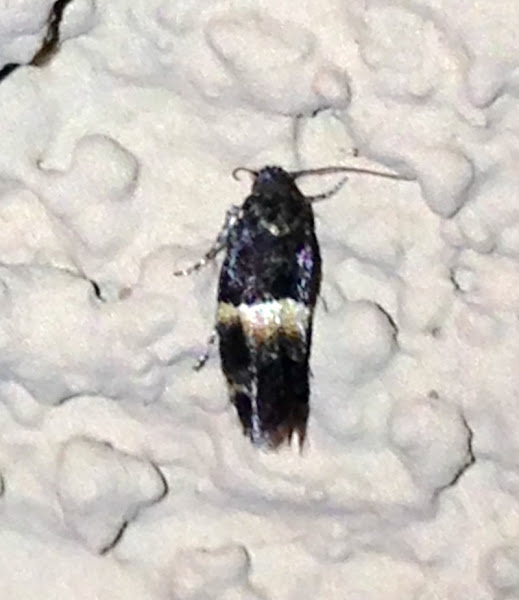 Ectoedemia Moth | Project Noah