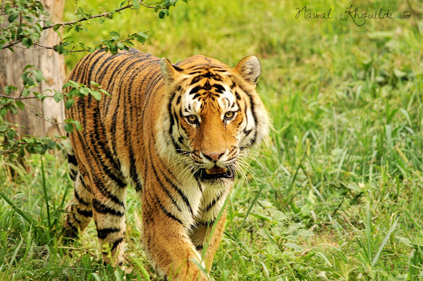 Siberian tiger | Project Noah