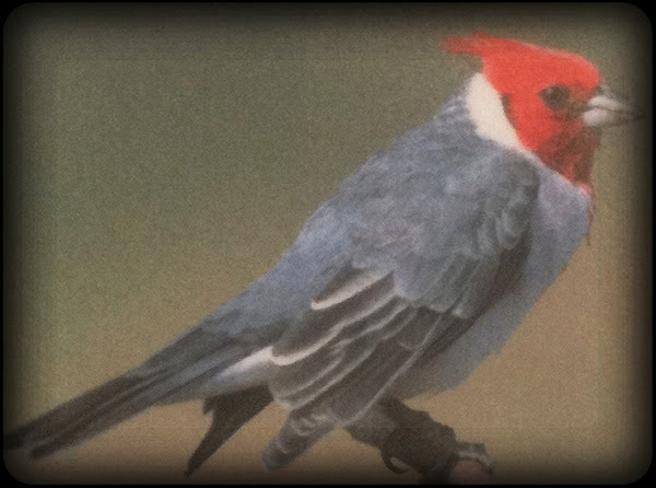 red crested cardinal | Project Noah
