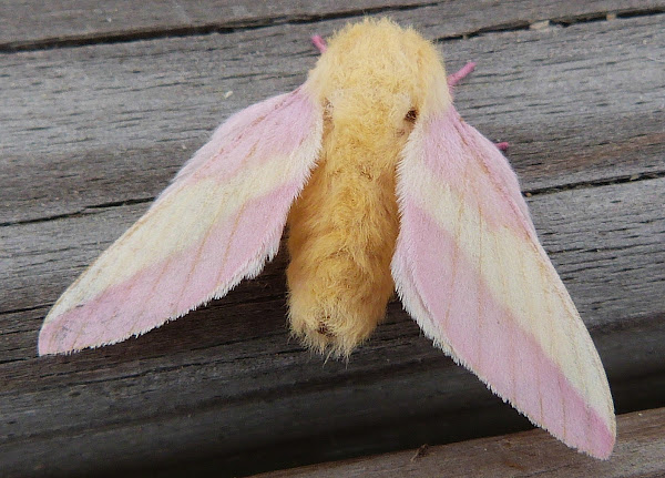 Rosy Maple Moth | Project Noah