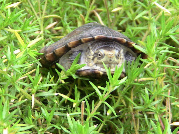 Red-cheeked Mud Turtle x Common Musk Turtle | Project Noah
