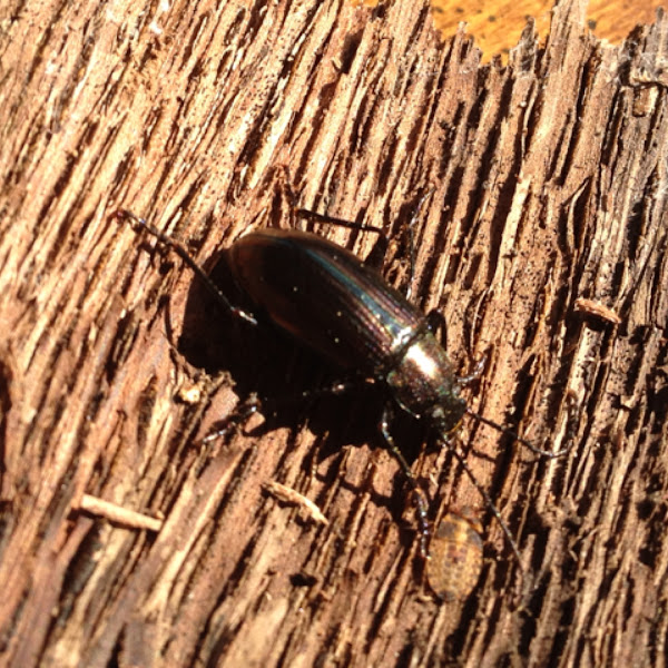 Gleaming Darkling Beetle | Project Noah