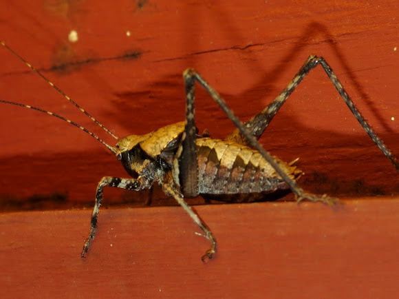 Shieldback Katydid | Project Noah