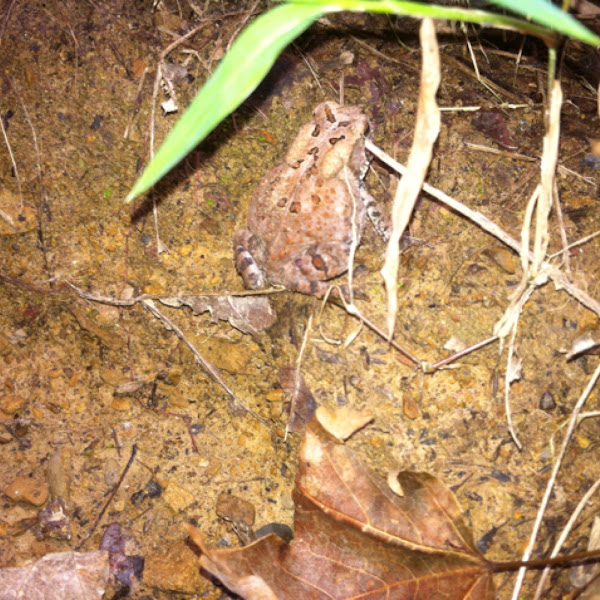 American toad | Project Noah