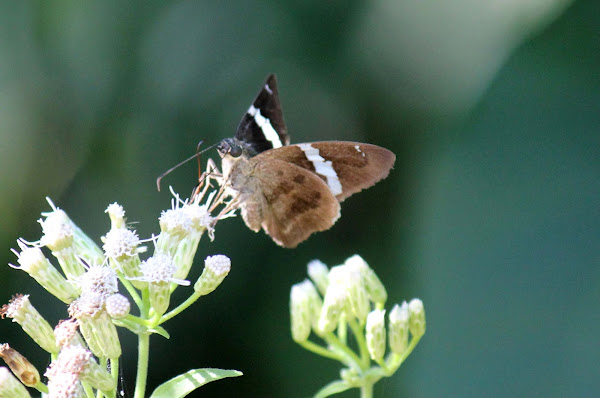 Broad Banded-Skipper | Project Noah