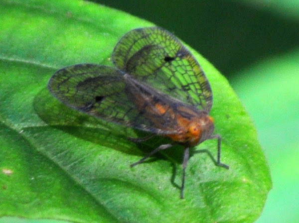 Net-winged Hopper | Project Noah