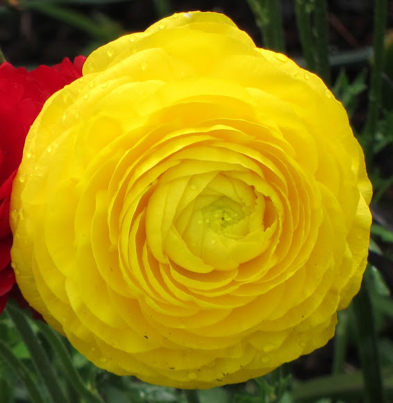 Yellow Ranunculus | Project Noah