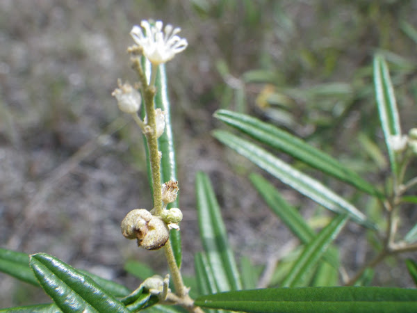 Pineland Croton | Project Noah