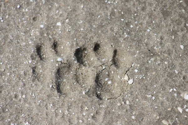 Bobcat (prints) | Project Noah