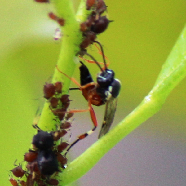 Wasp & Black Citrus Aphids | Project Noah