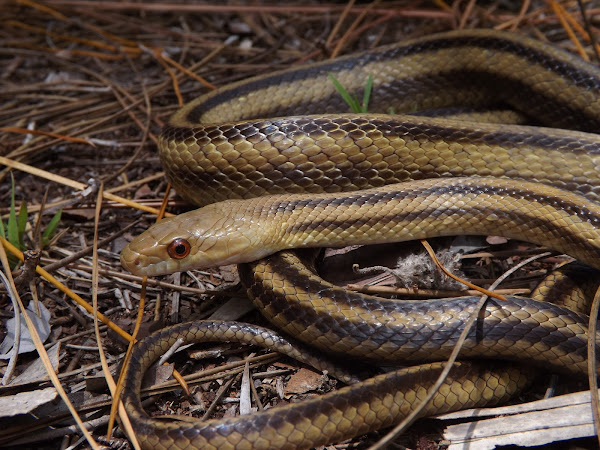 Yellow Rat Snake | Project Noah
