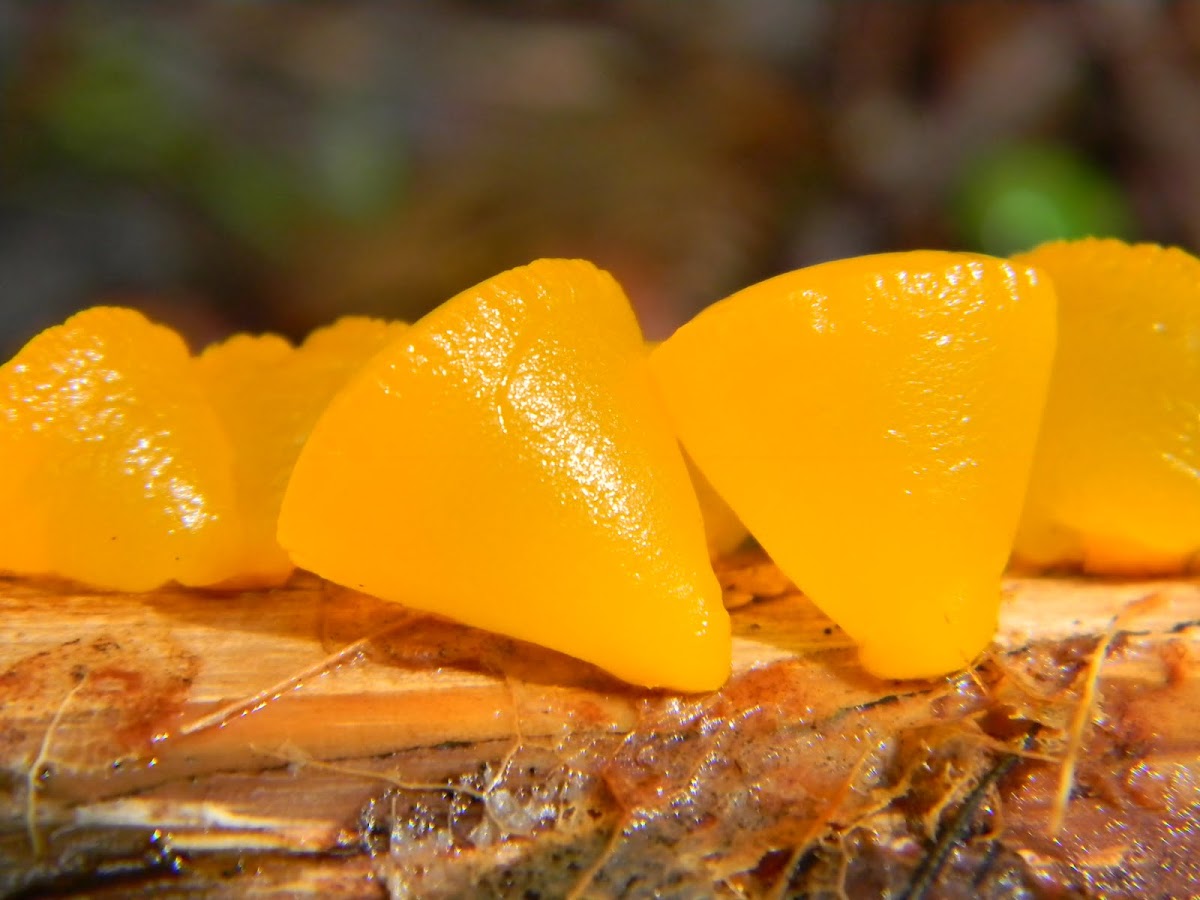 Jelly Cone | Project Noah