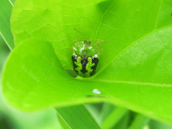 Green Tortoise Beetle | Project Noah