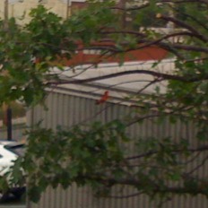 Cardinal, Male | Project Noah