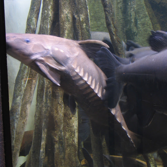 Ripsaw Catfish | Project Noah