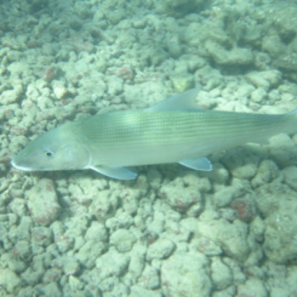 Shortjaw Bonefish | Project Noah