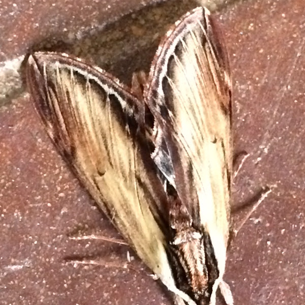 Fawn Sphinx | Project Noah