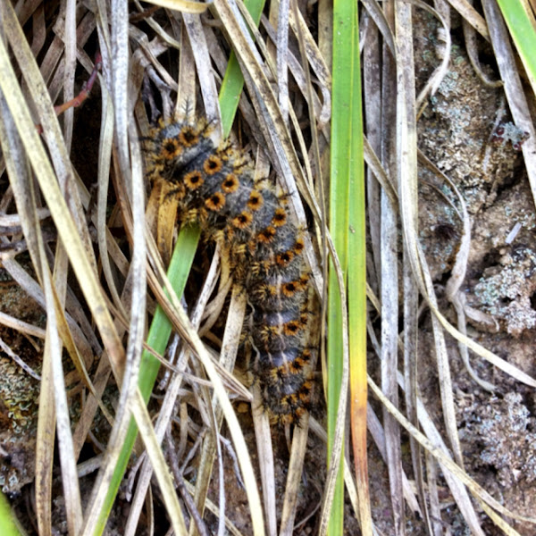 Elegant Sheep Moth (caterpillar) | Project Noah