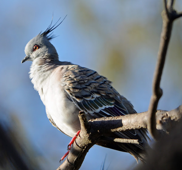 Crested pigeon | Project Noah