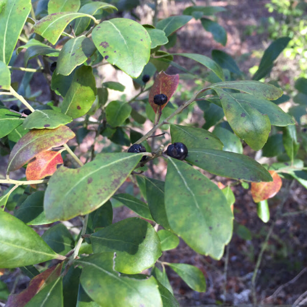 Gallberry | Project Noah