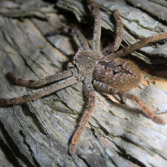 Badge Huntsman | Project Noah