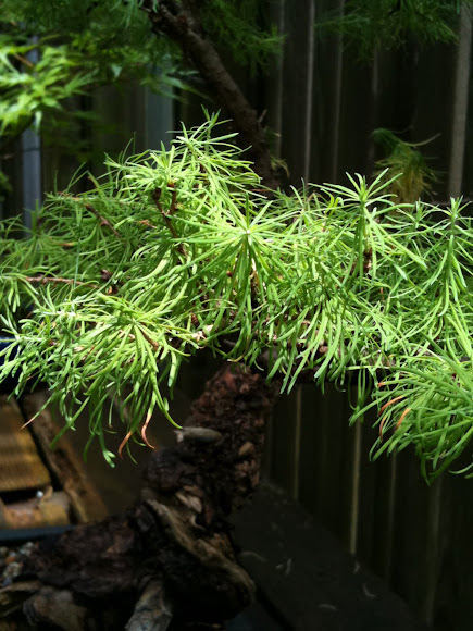 Japanese Larch Bonsai Tree | Project Noah
