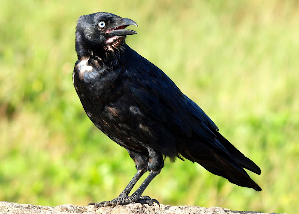 Torresian Crow | Project Noah