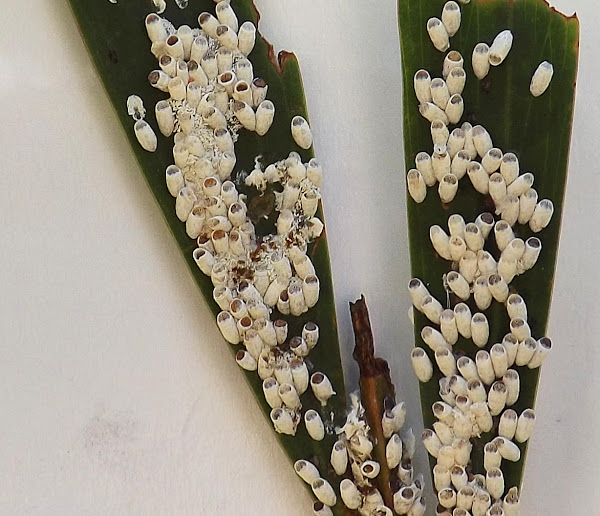 Scale Insect | Project Noah