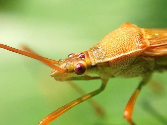 Slender Rice Bug | Project Noah